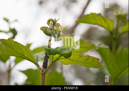Ants farming aphids for honey dew Stock Photo - Alamy