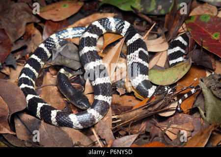 Many-banded Krait (Bungarus multicinctus) Reptilia Stock Photo - Alamy