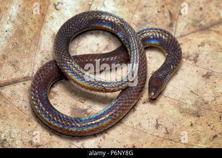 Dwarf reed snake (Pseudorabdion longiceps), photographed in Singapore ...