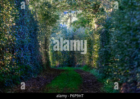 A path in the country Stock Photo - Alamy