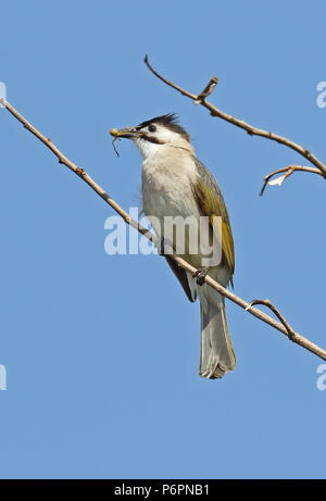Styan's Bulbul (Pycnonotus taivanus) adult perched on twig Kenting ...
