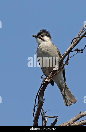 Styan's Bulbul (Pycnonotus taivanus) adult perched on twig Kenting ...