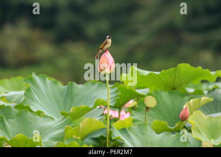 A bird perches on a lotus bud at Xiangtai Park in Taizhou, east China's ...