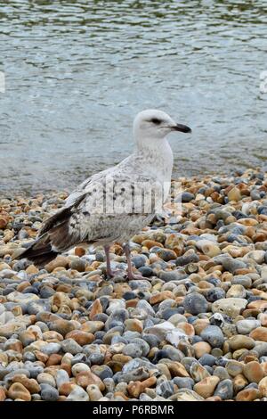 A young seagull on Brighton seafront standing on a rusty iron pillar ...