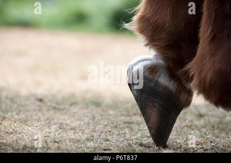 Close up shot of horses hoof Stock Photo - Alamy