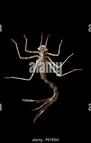 Insect exoskeleton. Shed skin. Exuviae Stock Photo - Alamy