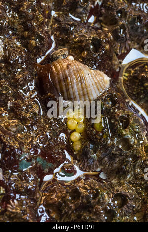 Eggs of Channeled Dogwinkle, Nucella canaliculata, on rocky substrate ...