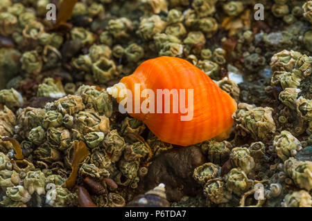 Striped Dogwinkle, Nucella emarginata, aka Emarginate Dogwinkle, with ...