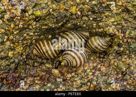 Striped Dogwinkle, Nucella emarginata, aka Emarginate Dogwinkle, with ...