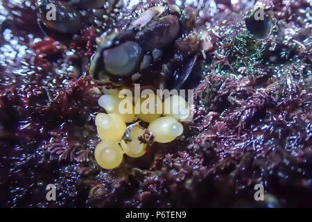Channeled Dogwinkle, Nucella canaliculata, laying eggs on rocky ...