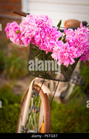 Close up blooming paeony concept photo Stock Photo - Alamy