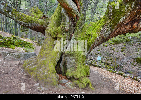 Centuries old chestnut tree on Ambroz valley. Amazing nature. Spain ...