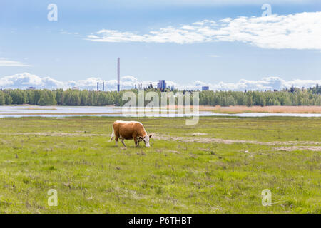 Finnish dairy cattle on pasture on sunny summer day Stock Photo - Alamy