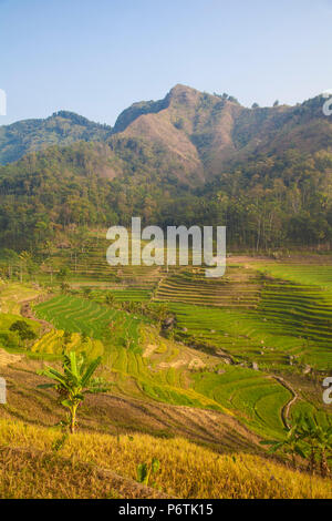 Rice paddies near Borobudur, Magelang, Java, Indonesia, Southeast Asia ...