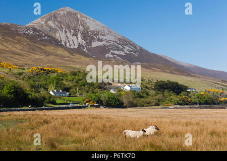 Ireland, County Mayo, Murrisk, view of Croagh Patrick Holy Mountain ...