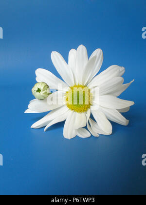 Daisy, São Paulo, Brazil Stock Photo - Alamy