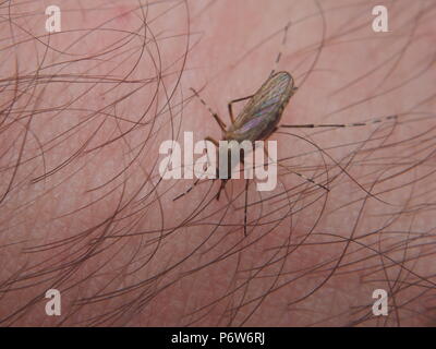 A mosquito sucks blood from a person. Bloodsucking insect. Midges ...