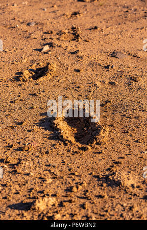 human traces on dry and cracked earth Stock Photo - Alamy