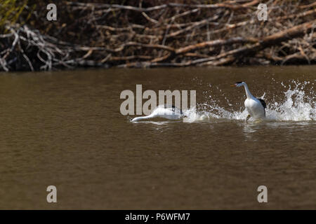 Spectacular mating dance of Clark's Grebes, Howard Bay, Upper Klamath ...