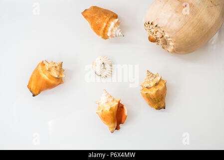 Group of seashells in studio with white background Stock Photo - Alamy