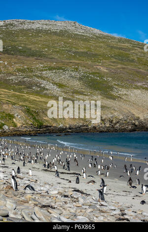 Falkland Islands, West Falkland, Grave Cove, Largest colony of Gentoo ...