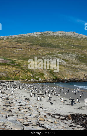 Falkland Islands, West Falklands, Grave Cove. Nesting Gentoo penguins ...