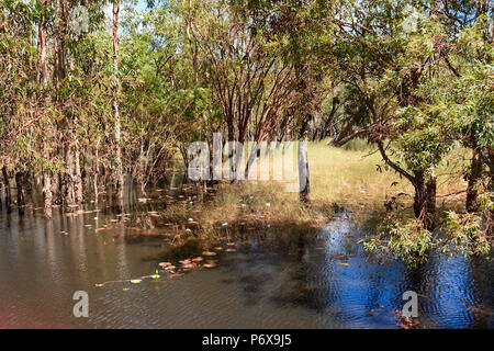 View of a paperbark swamp, Cape York Peninsula, Far North Queensland ...