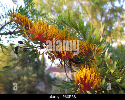 Close-up of Silky Oak/Southern Silky Oak/Australian Silver Oak trees ...