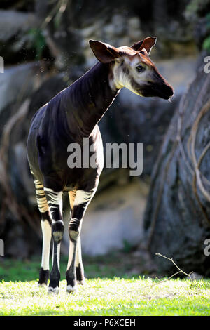 A vertical shot of a Okapi (Okapia johnstoni) in a zoo on the blurred ...