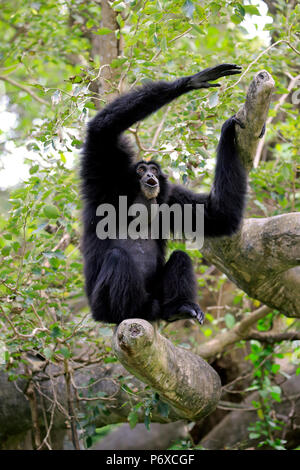 Siamang (Symphalangus syndactylus) with throat sac inflated, arboreal ...