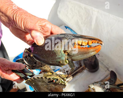 A huge Australian Giant Mud Crab's Nipper. (Scylla serrata). Also known ...