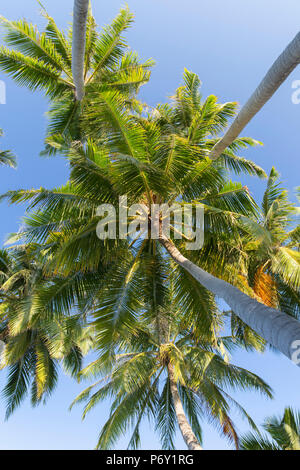 Maldives, Maafushi Island, coconut palm grove Stock Photo - Alamy