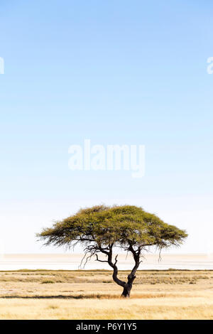 Etosha National Park, Namibia Stock Photo - Alamy
