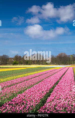 Tulips in fields, Lisse, Netherlands Stock Photo - Alamy
