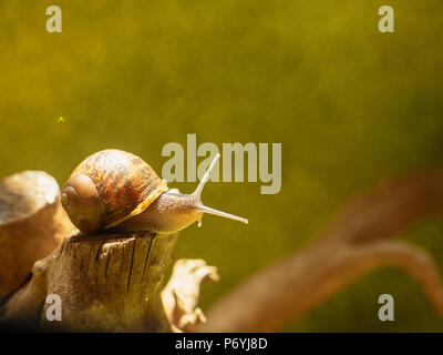 closeup of a small Roman snail on big stone Stock Photo - Alamy