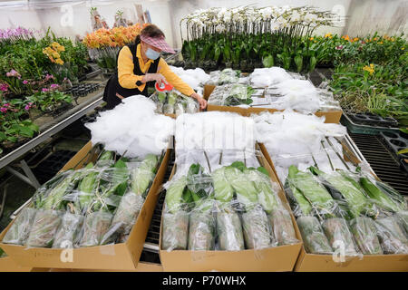 Orchid Farm in Wushu Village, Tainan City, Taiwan. The orchids are ...