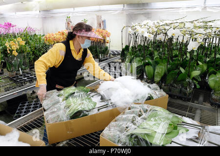 Orchid Farm in Wushu Village, Tainan City, Taiwan. The orchids are ...