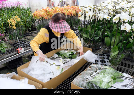 Orchid Farm in Wushu Village, Tainan City, Taiwan. The orchids are ...