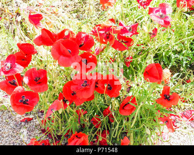 Tearing the poppies for a bouquet. Poppy flowers in the clearing ...