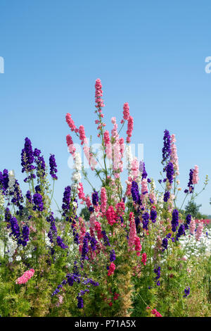 Delphinium grown in a field at the Real Flower Petal Confetti company ...