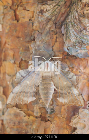 Pine-tree lappet, Dendrolimus pini larva on pine twig isolated on white ...