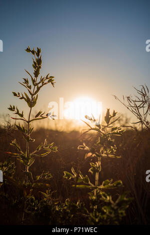 Crops and long grass growing with sunlit background. Sunset, UK Stock ...