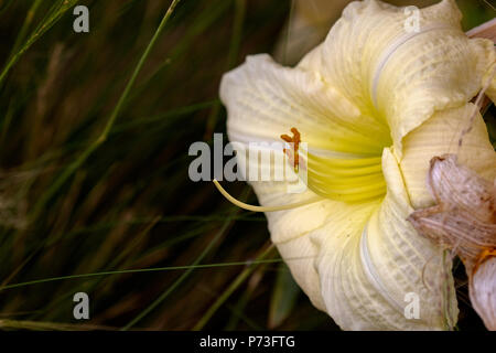 Flower arrangement of yellow daylily or day lily Pavia lilaceae lilium ...