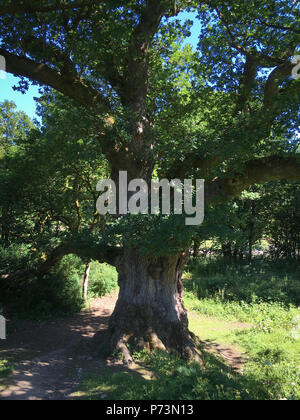 Birnam Oak in Birnam Wood, Dunkeld, Scotland, on 1 July 2018 Stock ...