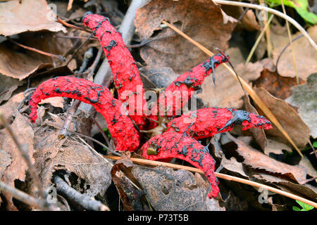 Clathrus archeri, known as octopus stinkhorn, or devil's fingers, is a ...