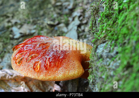 Fistulina hepatica, known as beefsteak fungus, beefsteak polypore, ox ...