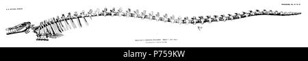 Gidley 1913 Basilosaurus skeleton reconstruction Stock Photo - Alamy