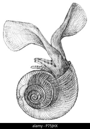 156 Limacina helicina shell 3 Stock Photo - Alamy