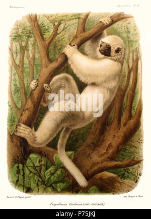 Silky sifaka (Propithecus candidus) in the rainforests of Marojejy ...