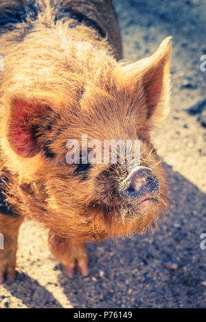 Close up image of a kunekune pig. The kunekune, is a small breed of ...